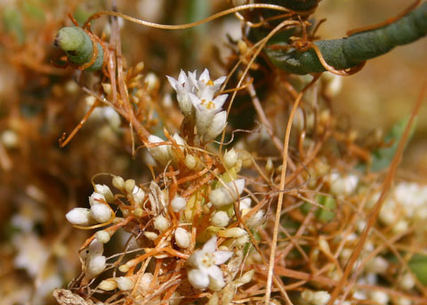 Saltmarsh Dodder, Cuscuta pacifica